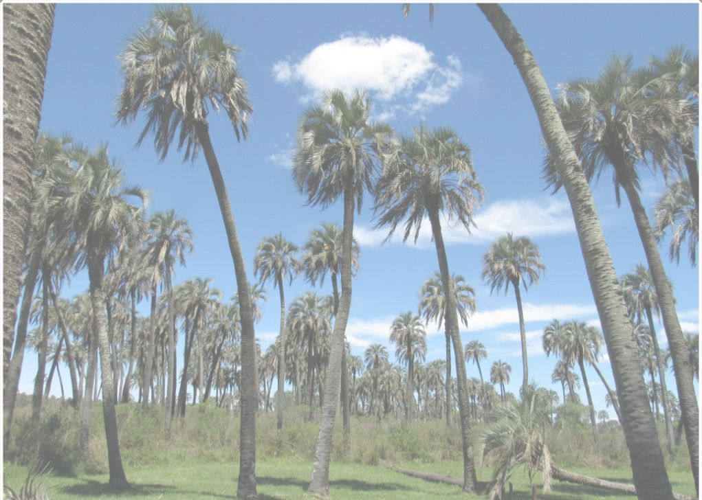 Nuestro Parque Nacional – El Palmar de Colón – Cabañas en Colon Entre ...